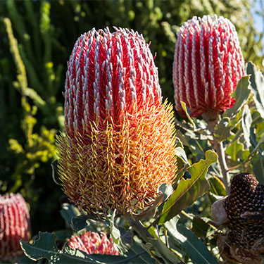 The Best Native Plants To Grow In Melbourne | Native Plant Nursery